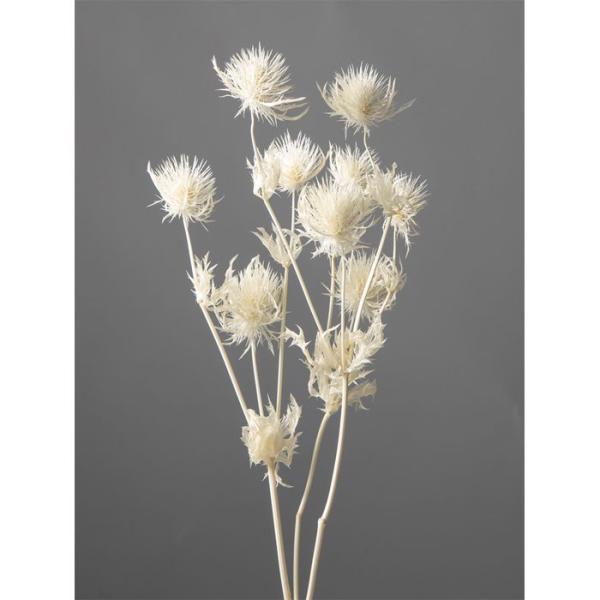 【商品詳細】【商品名】大地農園/エリンジューム・マグネーター【入り数】1束(約2本)【サイズ】約45-50cm【注意】※ご使用のＰＣ環境により、実物の色目と差異がある場合もあります。※生花由来の商品のため、商品ごとに色・サイズ・状態等に個体...