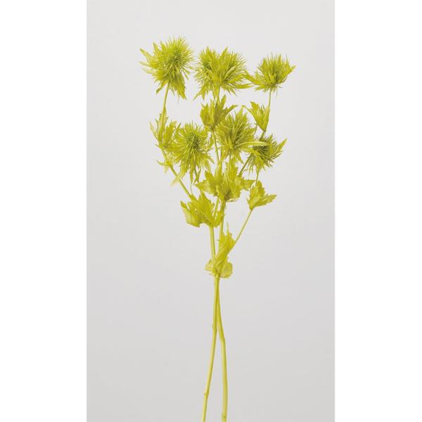 【商品詳細】【商品名】大地農園/エリンジューム・マグネーター【入り数】1束(約2本)【サイズ】約45-50cm【注意】※ご使用のＰＣ環境により、実物の色目と差異がある場合もあります。※生花由来の商品のため、商品ごとに色・サイズ・状態等に個体...