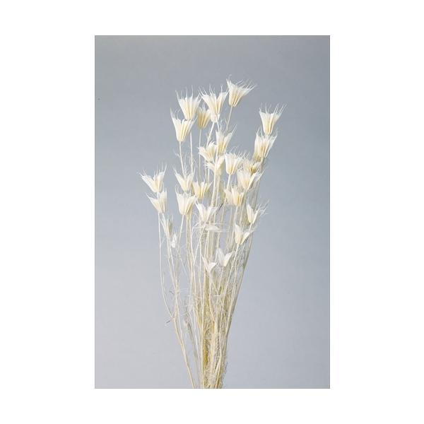 【商品詳細】【商品名】大地農園/ニゲラオリエンタリス【入り数】1束(約30g)【サイズ】約50cmL【注意】※ご使用のＰＣ環境により、実物の色目と差異がある場合もあります。※生花由来の商品のため、商品ごとに色・サイズ・状態等に個体差がござい...