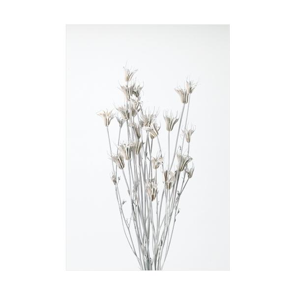 【商品詳細】【商品名】大地農園/ニゲラオリエンタリス【入り数】1束(約30g)【サイズ】約50cm【注意】※ご使用のＰＣ環境により、実物の色目と差異がある場合もあります。※生花由来の商品のため、商品ごとに色・サイズ・状態等に個体差がございま...