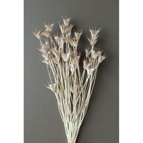 【商品詳細】【商品名】大地農園/ニゲラオリエンタリス【入り数】1束(約30g)【サイズ】約50cmL【注意】※ご使用のＰＣ環境により、実物の色目と差異がある場合もあります。※生花由来の商品のため、商品ごとに色・サイズ・状態等に個体差がござい...