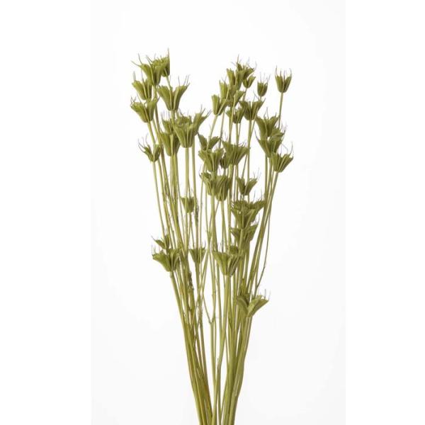 【商品詳細】【商品名】大地農園/ニゲラオリエンタリス【入り数】1束(約30g)【サイズ】約50cmL【注意】※ご使用のＰＣ環境により、実物の色目と差異がある場合もあります。※生花由来の商品のため、商品ごとに色・サイズ・状態等に個体差がござい...