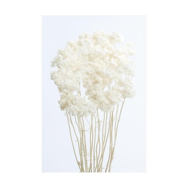 【商品詳細】【商品名】大地農園/クリスパム【入り数】1束(約15g)【サイズ】約30cmL【注意】※ご使用のＰＣ環境により、実物の色目と差異がある場合もあります。※生花由来の商品のため、商品ごとに色・サイズ・状態等に個体差がございます。その...