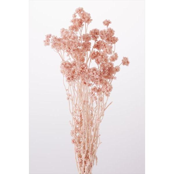 【商品詳細】【商品名】大地農園/クリスパム【入り数】1束(約15g)【サイズ】約30cmL【注意】※ご使用のＰＣ環境により、実物の色目と差異がある場合もあります。※生花由来の商品のため、商品ごとに色・サイズ・状態等に個体差がございます。その...