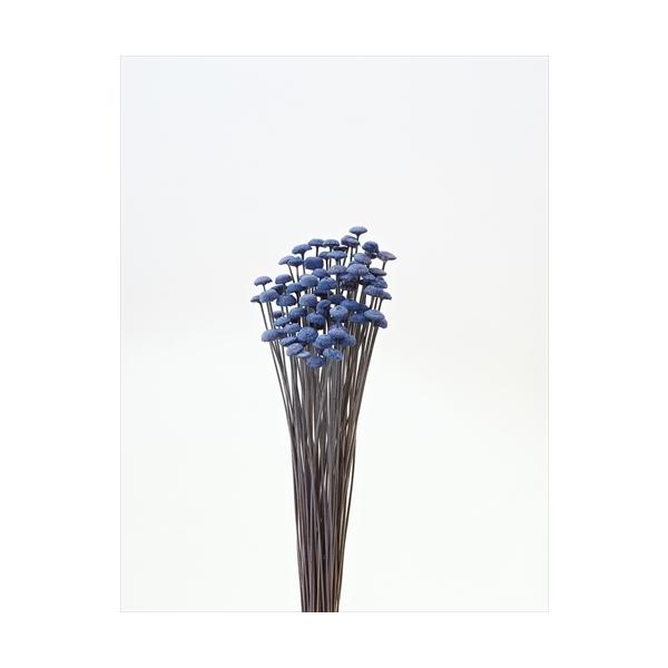 【商品詳細】【商品名】大地農園/ボタンフラワー【入り数】1束(約22g/約50-60本)【サイズ】約30cmL花サイズ約0.5-1.5cm【注意】※ご使用のＰＣ環境により、実物の色目と差異がある場合もあります。※生花由来の商品のため、商品ご...