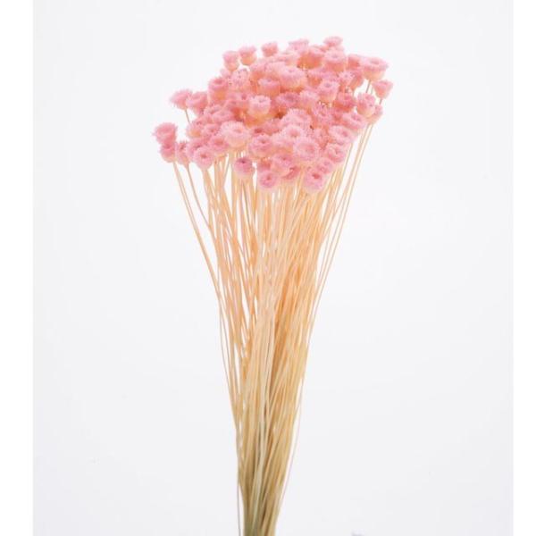 【商品詳細】【商品名】大地農園/ハッピーフラワー【入数】22g【必ずご確認ください】※季節によりサイズ・花型にばらつきが出ることがあります。【送料】配送料:600円配送料商品5,000円以上で送料無料！【注意】※ご使用のＰＣ環境により、実物...