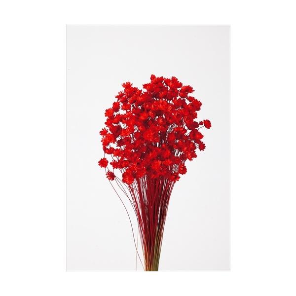 【商品詳細】【商品名】大地農園/スターフラワー・ブロッサム【入り数】1束(約18g)【サイズ】約30cmL花サイズ約1-1.5cm【注意】※ご使用のＰＣ環境により、実物の色目と差異がある場合もあります。※生花由来の商品のため、商品ごとに色・...