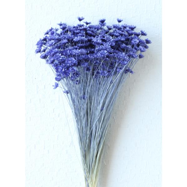 【商品詳細】【商品名】大地農園/スターフラワー・ブロッサム【入り数】1束(約18g)【サイズ】約30cmL花サイズ約1-1.5cm【注意】※ご使用のＰＣ環境により、実物の色目と差異がある場合もあります。※生花由来の商品のため、商品ごとに色・...