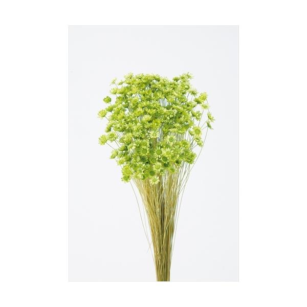 【商品詳細】【商品名】大地農園/スターフラワー・ブロッサム【入り数】1束(約18g)【サイズ】約30cmL花サイズ約1-1.5cm【注意】※ご使用のＰＣ環境により、実物の色目と差異がある場合もあります。※生花由来の商品のため、商品ごとに色・...