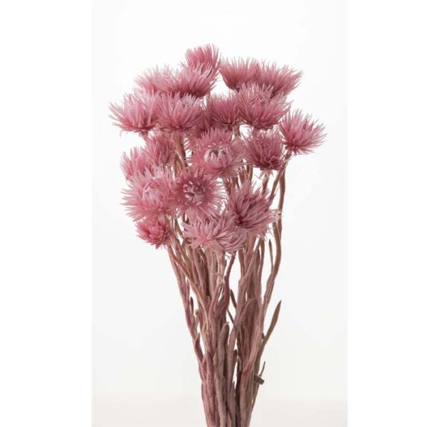 【商品詳細】【商品名】大地農園/ミニシルバーデージー【入り数】1束(約25g)【サイズ】約30cmL花サイズ3.5-4cm【注意】※ご使用のＰＣ環境により、実物の色目と差異がある場合もあります。※生花由来の商品のため、商品ごとに色・サイズ・...