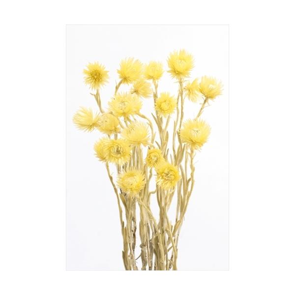 【商品詳細】【商品名】大地農園/ミニシルバーデージー【入り数】1束(約25g)【サイズ】約30cmL花サイズ3.5-4cm【注意】※ご使用のＰＣ環境により、実物の色目と差異がある場合もあります。※生花由来の商品のため、商品ごとに色・サイズ・...