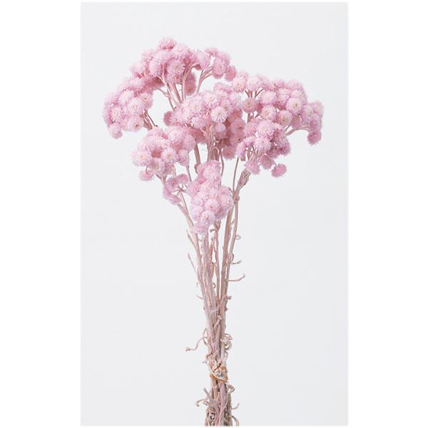 【商品詳細】【商品名】大地農園/イモーテル【入り数】1束(約15g)【サイズ】約30-35cmL【注意】※ご使用のＰＣ環境により、実物の色目と差異がある場合もあります。※生花由来の商品のため、商品ごとに色・サイズ・状態等に個体差がございます...