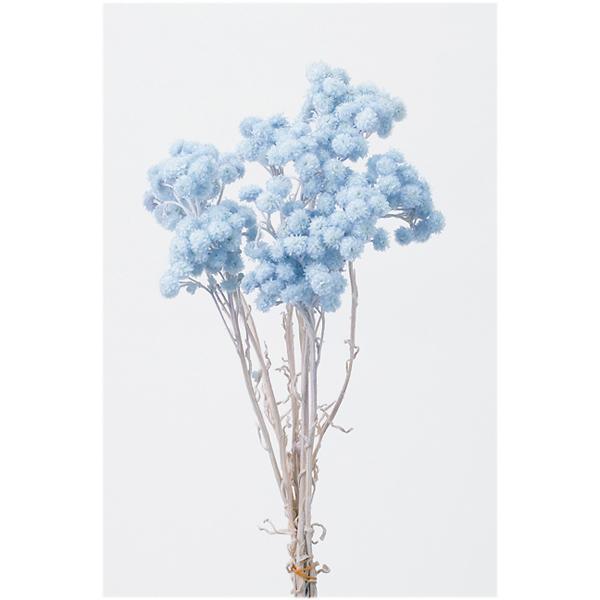 【商品詳細】【商品名】大地農園/イモーテル【入り数】1束(約15g)【サイズ】約30-35cmL【注意】※ご使用のＰＣ環境により、実物の色目と差異がある場合もあります。※生花由来の商品のため、商品ごとに色・サイズ・状態等に個体差がございます...