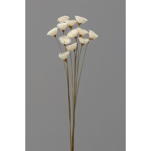 【商品詳細】【商品名】大地農園/カップフラワ【入り数】1束(約12本)【サイズ】約40-45cmL花径約2cm【注意】※ご使用のＰＣ環境により、実物の色目と差異がある場合もあります。※生花由来の商品のため、商品ごとに色・サイズ・状態等に個体...