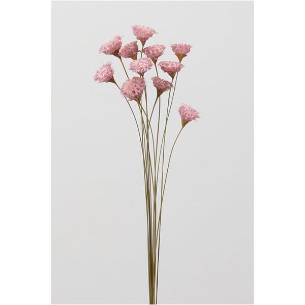 【商品詳細】【商品名】大地農園/カップフラワ【入り数】1束(約12本)【サイズ】約40-45cmL花径約2cm【注意】※ご使用のＰＣ環境により、実物の色目と差異がある場合もあります。※生花由来の商品のため、商品ごとに色・サイズ・状態等に個体...