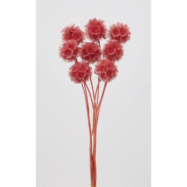 商品名大地農園/ステルンクーゲル入数1束8本入りサイズ約20〜30cmL必ずご確認ください※季節によりサイズ・花型にばらつきが出ることがあります。注意※ご使用のＰＣ環境により、実物の色目と差異がある場合もあります。※生花由来の商品のため、商...