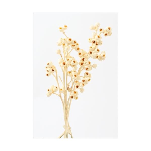 【商品詳細】【商品名】大地農園/アンバーナッツ【入り数】1束(約3本)【サイズ】約27-35cm【注意】※ご使用のＰＣ環境により、実物の色目と差異がある場合もあります。※生花由来の商品のため、商品ごとに色・サイズ・状態等に個体差がございます...