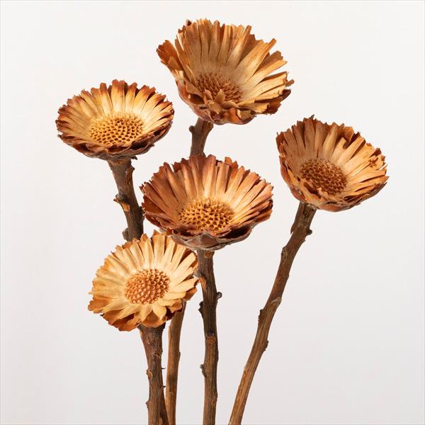 【商品詳細】【商品名】大地農園/コンパクター【入り数】1束(約5本)【サイズ】約25cm【注意】※ご使用のＰＣ環境により、実物の色目と差異がある場合もあります。※生花由来の商品のため、商品ごとに色・サイズ・状態等に個体差がございます。そのた...