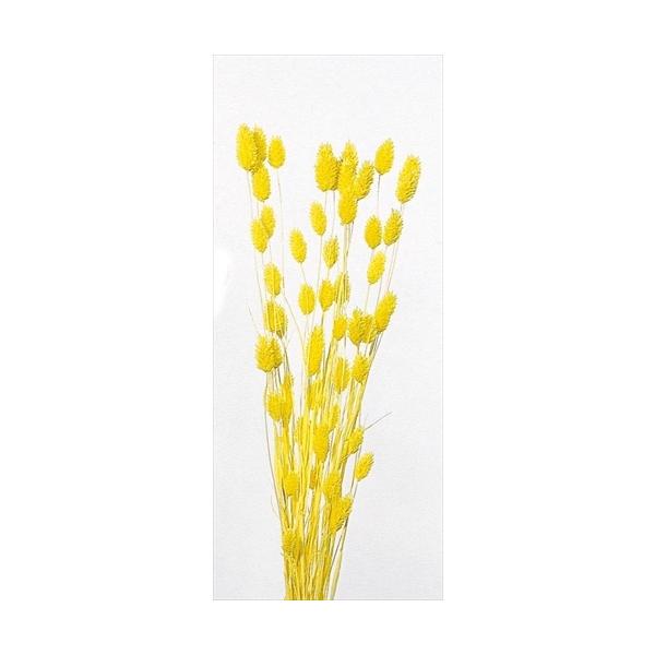 【商品詳細】【商品名】大地農園/ポアプランツ【入り数】1束(約15g)【サイズ】約40cmL【注意】※ご使用のＰＣ環境により、実物の色目と差異がある場合もあります。※生花由来の商品のため、商品ごとに色・サイズ・状態等に個体差がございます。そ...