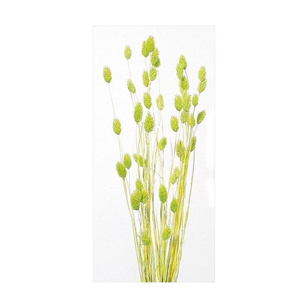 【商品詳細】【商品名】大地農園/ポアプランツ【入り数】1束(約15g)【サイズ】約40cmL【注意】※ご使用のＰＣ環境により、実物の色目と差異がある場合もあります。※生花由来の商品のため、商品ごとに色・サイズ・状態等に個体差がございます。そ...