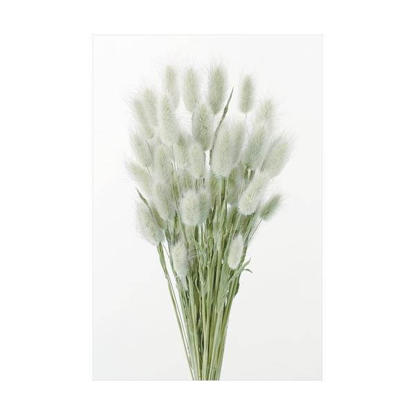 【商品詳細】【商品名】大地農園/ラグラス【入り数】1束(約20g)【サイズ】約40cm【注意】※ご使用のＰＣ環境により、実物の色目と差異がある場合もあります。※生花由来の商品のため、商品ごとに色・サイズ・状態等に個体差がございます。そのため...