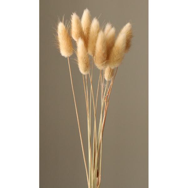【商品詳細】【商品名】大地農園/ラグラス【入り数】1束(約20g)【サイズ】約50cm【注意】※ご使用のＰＣ環境により、実物の色目と差異がある場合もあります。※生花由来の商品のため、商品ごとに色・サイズ・状態等に個体差がございます。そのため...