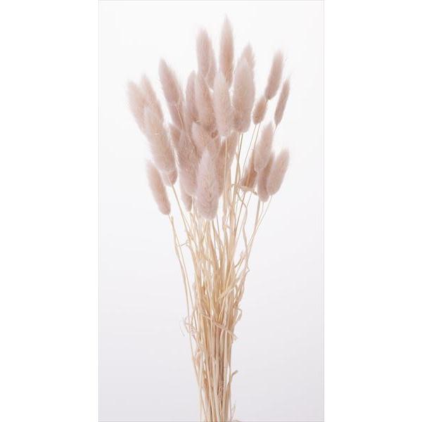 【商品詳細】【商品名】大地農園/ラグラス【入り数】1束(約15g)【サイズ】約40cmL【注意】※ご使用のＰＣ環境により、実物の色目と差異がある場合もあります。※生花由来の商品のため、商品ごとに色・サイズ・状態等に個体差がございます。そのた...