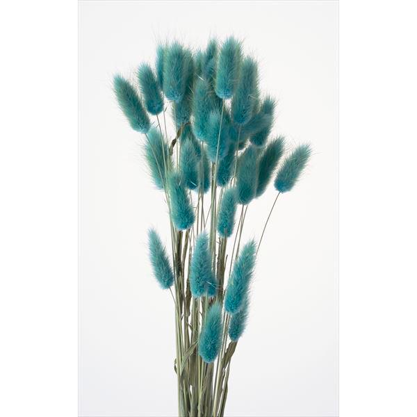 【商品詳細】【商品名】大地農園/ラグラス【入り数】1束(約15g)【サイズ】約40cmL【注意】※ご使用のＰＣ環境により、実物の色目と差異がある場合もあります。※生花由来の商品のため、商品ごとに色・サイズ・状態等に個体差がございます。そのた...