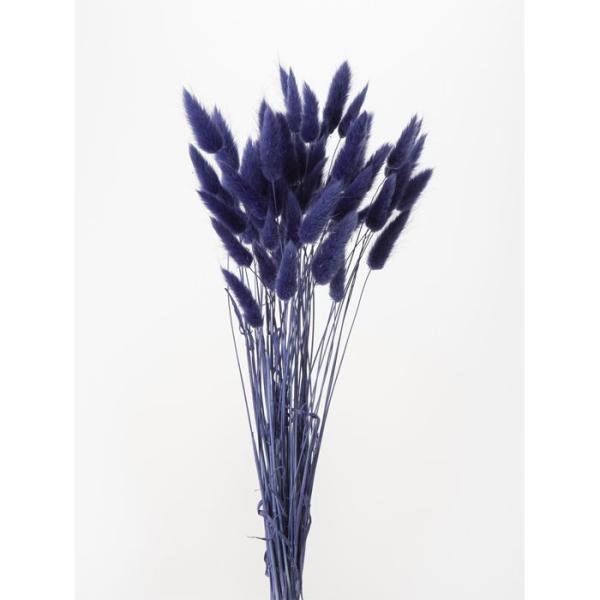 【商品詳細】【商品名】大地農園/ラグラス【入り数】1束(約15g)【サイズ】約50cm【注意】※ご使用のＰＣ環境により、実物の色目と差異がある場合もあります。※生花由来の商品のため、商品ごとに色・サイズ・状態等に個体差がございます。そのため...