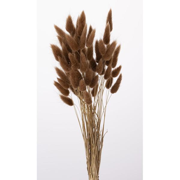 【商品詳細】【商品名】大地農園/ラグラス【入り数】1束(約15g)【サイズ】約50cm【注意】※ご使用のＰＣ環境により、実物の色目と差異がある場合もあります。※生花由来の商品のため、商品ごとに色・サイズ・状態等に個体差がございます。そのため...