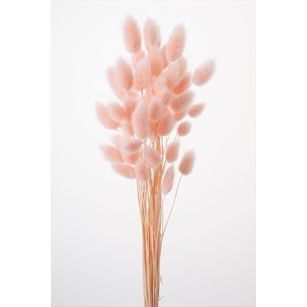 【商品詳細】【商品名】大地農園/ハニーテール【入り数】1束(約10g)【サイズ】約25-30cmL【注意】※ご使用のＰＣ環境により、実物の色目と差異がある場合もあります。※生花由来の商品のため、商品ごとに色・サイズ・状態等に個体差がございま...