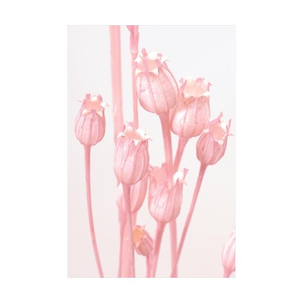 【商品詳細】【商品名】大地農園/フローレンティナ【入り数】1束(約30g)【サイズ】約50cmL【注意】※ご使用のＰＣ環境により、実物の色目と差異がある場合もあります。※生花由来の商品のため、商品ごとに色・サイズ・状態等に個体差がございます...