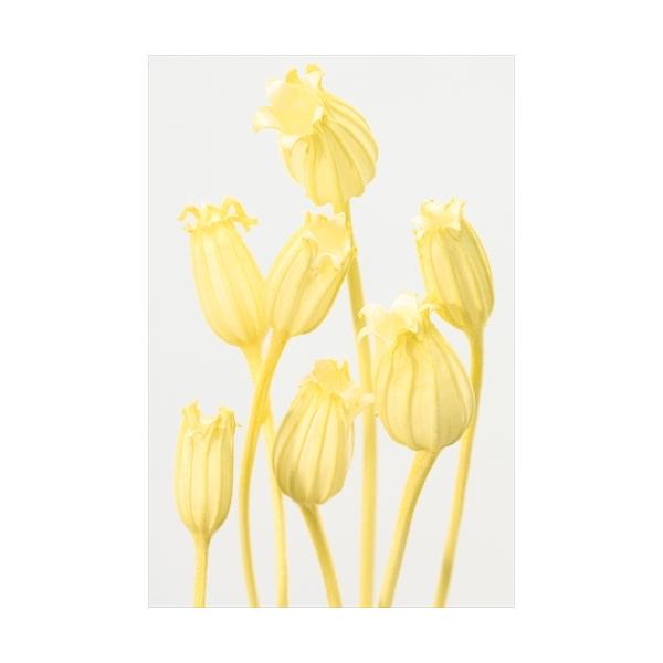 【商品詳細】【商品名】大地農園/フローレンティナ【入り数】1束(約30g)【サイズ】約50cmL【注意】※ご使用のＰＣ環境により、実物の色目と差異がある場合もあります。※生花由来の商品のため、商品ごとに色・サイズ・状態等に個体差がございます...