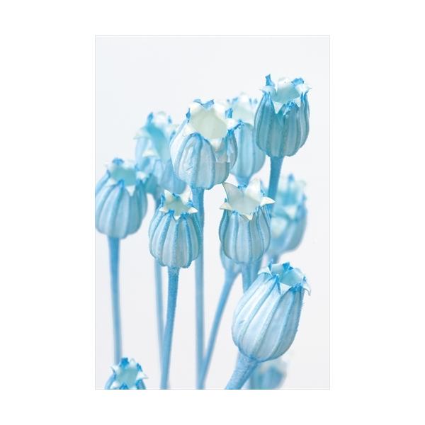 【商品詳細】【商品名】大地農園/フローレンティナ【入り数】1束(約30g)【サイズ】約50cmL【注意】※ご使用のＰＣ環境により、実物の色目と差異がある場合もあります。※生花由来の商品のため、商品ごとに色・サイズ・状態等に個体差がございます...