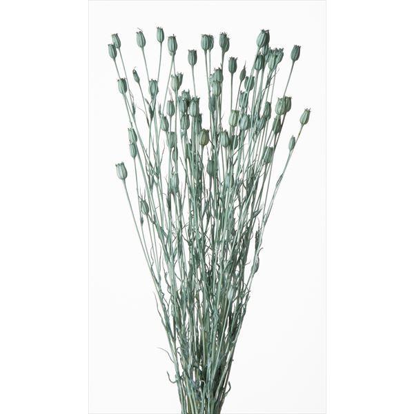 【商品詳細】【商品名】大地農園/フローレンティナ【入り数】1束(約30g)【サイズ】約50cmL【注意】※ご使用のＰＣ環境により、実物の色目と差異がある場合もあります。※生花由来の商品のため、商品ごとに色・サイズ・状態等に個体差がございます...