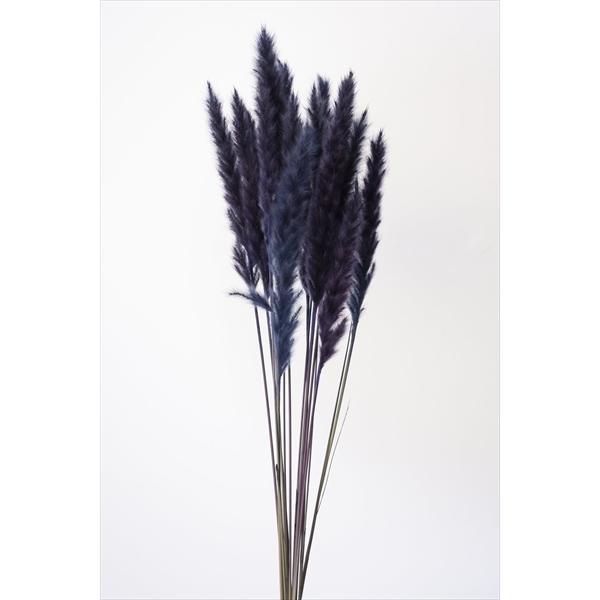 【商品詳細】【商品名】大地農園/テールリード・ミニ【入り数】1束(約12本)【サイズ】約55cm【注意】※ご使用のＰＣ環境により、実物の色目と差異がある場合もあります。※生花由来の商品のため、商品ごとに色・サイズ・状態等に個体差がございます...