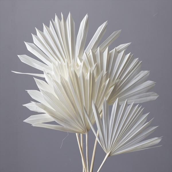 【商品詳細】【商品名】大地農園/パームサンリーフ【入り数】1束(約5枚)【サイズ】葉のサイズ約17-37cmW×約12-18cmH全長約30-45cmL【注意】※ご使用のＰＣ環境により、実物の色目と差異がある場合もあります。※生花由来の商品...