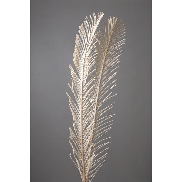 【商品詳細】【商品名】大地農園/パームリーフ・オーバ【サイズ】約100-110cmL×約30cmW【入数】1束（約2本）【注意】※ご使用のＰＣ環境により、実物の色目と差異がある場合もあります。※生花由来の商品のため、商品ごとに色・サイズ・状...