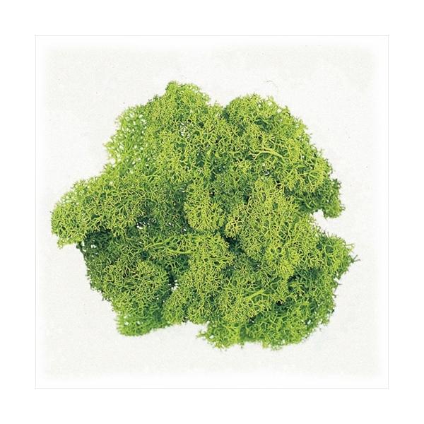 【商品詳細】【商品名】大地農園/アイスランドモス/小袋【入数】1袋（約40g)【注意】※ご使用のＰＣ環境により、実物の色目と差異がある場合もあります。※生花由来の商品のため、商品ごとに色・サイズ・状態等に個体差がございます。そのため、入荷に...