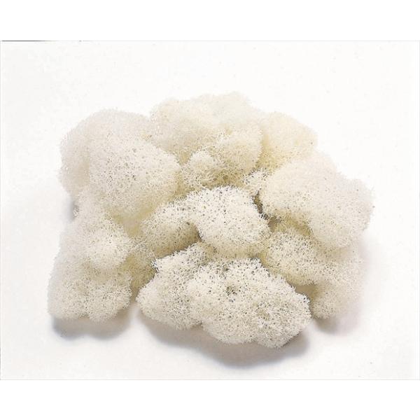 【商品詳細】【商品名】大地農園/フィンランドモス【入数】1袋（約65g)【注意】※ご使用のＰＣ環境により、実物の色目と差異がある場合もあります。※生花由来の商品のため、商品ごとに色・サイズ・状態等に個体差がございます。そのため、入荷により色...