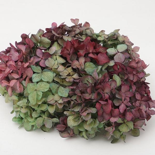 【商品詳細】【商品名】東北花材/ソフトあじさい彩【入数】約2.5輪/箱【注意】※ご使用のＰＣ環境により、実物の色目と差異がある場合もあります。※生花由来の商品のため、商品ごとに色・サイズ・状態等に個体差がございます。そのため、入荷により色目...