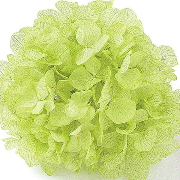 【商品詳細】【商品名】東北花材/ソフトあじさい美咲【入数】約2.5輪/箱【注意】※ご使用のＰＣ環境により、実物の色目と差異がある場合もあります。※生花由来の商品のため、商品ごとに色・サイズ・状態等に個体差がございます。そのため、入荷により色...