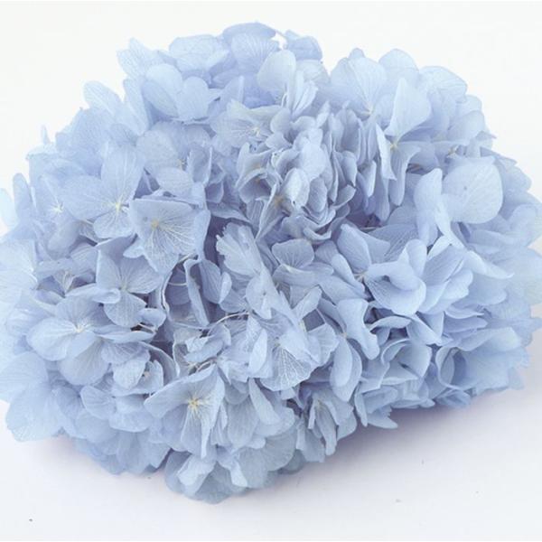 【商品詳細】【商品名】東北花材/ソフトあじさい美咲【入数】約2.5輪/箱【注意】※ご使用のＰＣ環境により、実物の色目と差異がある場合もあります。※生花由来の商品のため、商品ごとに色・サイズ・状態等に個体差がございます。そのため、入荷により色...