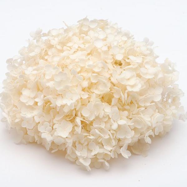 【商品詳細】【商品名】東北花材/ソフトあじさいアナベル【入数】約2.5輪/箱【注意】※ご使用のＰＣ環境により、実物の色目と差異がある場合もあります。※生花由来の商品のため、商品ごとに色・サイズ・状態等に個体差がございます。そのため、入荷によ...