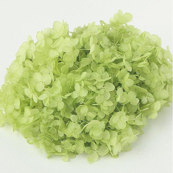 【商品詳細】【商品名】東北花材/ソフトあじさいアナベル【入数】約2.5輪/箱【注意】※ご使用のＰＣ環境により、実物の色目と差異がある場合もあります。※生花由来の商品のため、商品ごとに色・サイズ・状態等に個体差がございます。そのため、入荷によ...