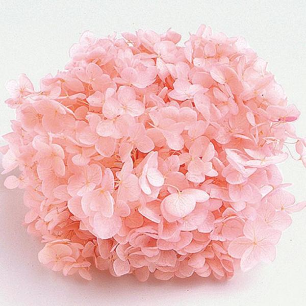 【商品詳細】【商品名】東北花材/ソフトあじさいアナベル【入数】約2.5輪/箱【注意】※ご使用のＰＣ環境により、実物の色目と差異がある場合もあります。※生花由来の商品のため、商品ごとに色・サイズ・状態等に個体差がございます。そのため、入荷によ...