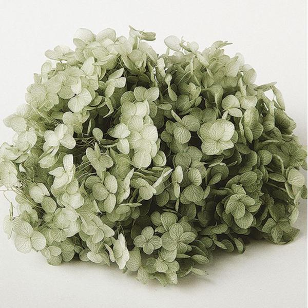 【商品詳細】【商品名】東北花材/ソフトあじさいアナベル【入数】約2.5輪/箱【注意】※ご使用のＰＣ環境により、実物の色目と差異がある場合もあります。※生花由来の商品のため、商品ごとに色・サイズ・状態等に個体差がございます。そのため、入荷によ...