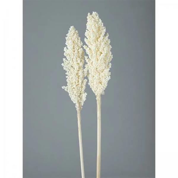【商品詳細】【商品名】【ドライ】東北花材/インディアンコーン【入数】2本/束【サイズ】約40-50cmL【注意】※ご使用のＰＣ環境により、実物の色目と差異がある場合もあります。※生花由来の商品のため、商品ごとに色・サイズ・状態等に個体差がご...