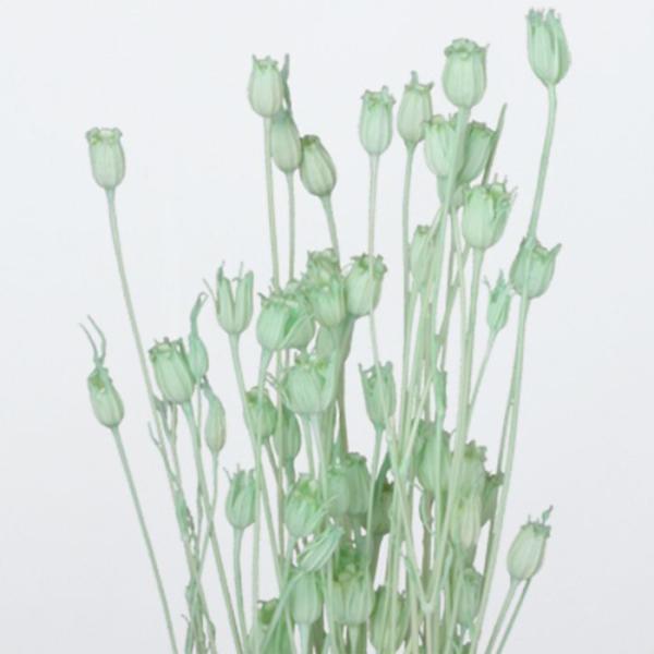 【商品詳細】【商品名】東北花材/フローレンシア【入数】約20ｇ【サイズ】約40-50cmL【注意】※ご使用のＰＣ環境により、実物の色目と差異がある場合もあります。※生花由来の商品のため、商品ごとに色・サイズ・状態等に個体差がございます。その...