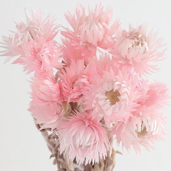 【商品詳細】【商品名】東北花材/シルバーデージー　ミニ【入数】約20ｇ【サイズ】約30cmL【注意】※ご使用のＰＣ環境により、実物の色目と差異がある場合もあります。※生花由来の商品のため、商品ごとに色・サイズ・状態等に個体差がございます。そ...